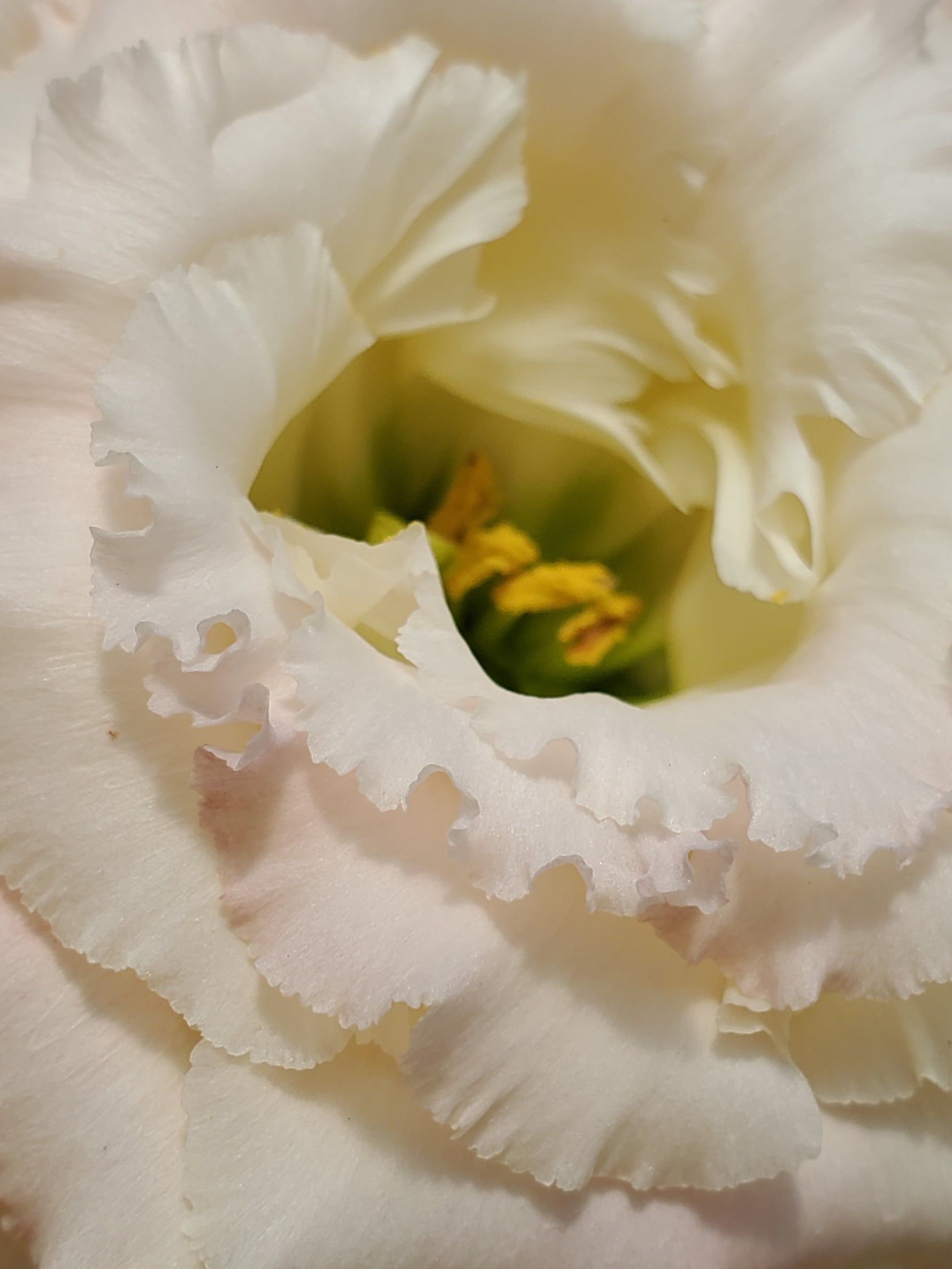 Lisianthus – Wind Haven Farm